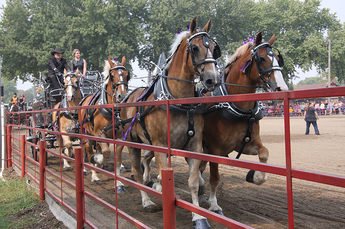 Ogden family hitches up for Clay County Fair | News, Sports, Jobs ...